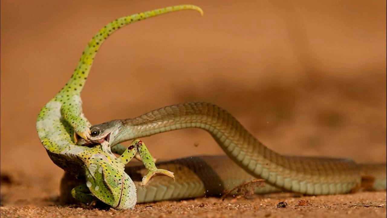 Коварная, незаметная и крайне агрессивная змея - АФРИКАНСКИЙ БУМСЛАНГ!