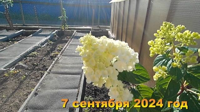 7 соток.  Отсев и навоз на огород. Зачем и для чего?  Хроника Сентябрь 2024 год. 1 часть