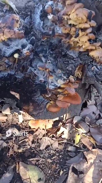 ЗИМНИЕ ОПЯТА ФЛАМУЛИНА БАРХАТИСТОНОЖКОВАЯ #грибы #опята #фламулина