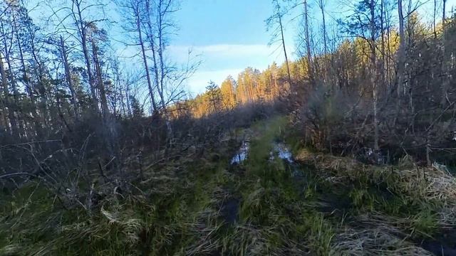 заболоченный лес