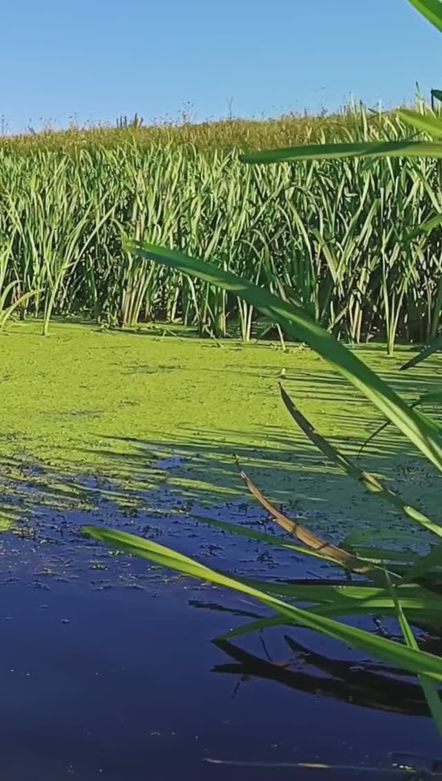 Просто природа.