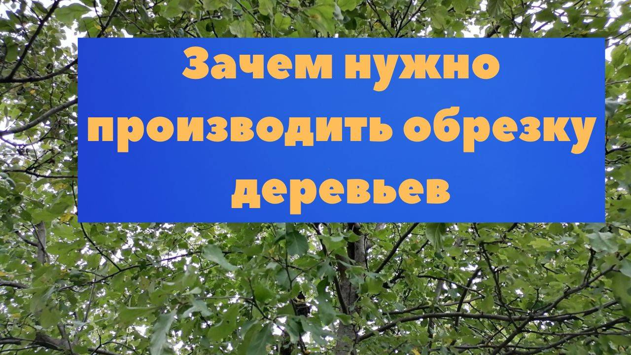 Весенняя обрезка деревьев в саду