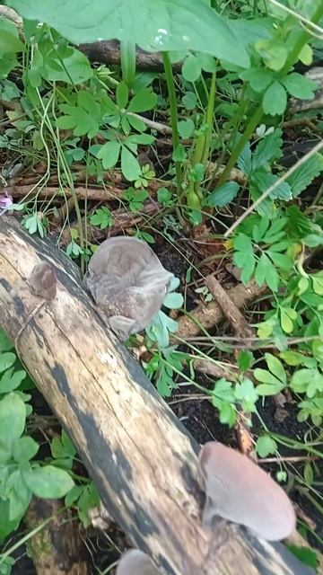 ГРИБЫ ИУДИНО УХО или АУРИКУЛЯРИЯ УХОВИДНАЯ #грибы #аурикулярия #иудиноухо