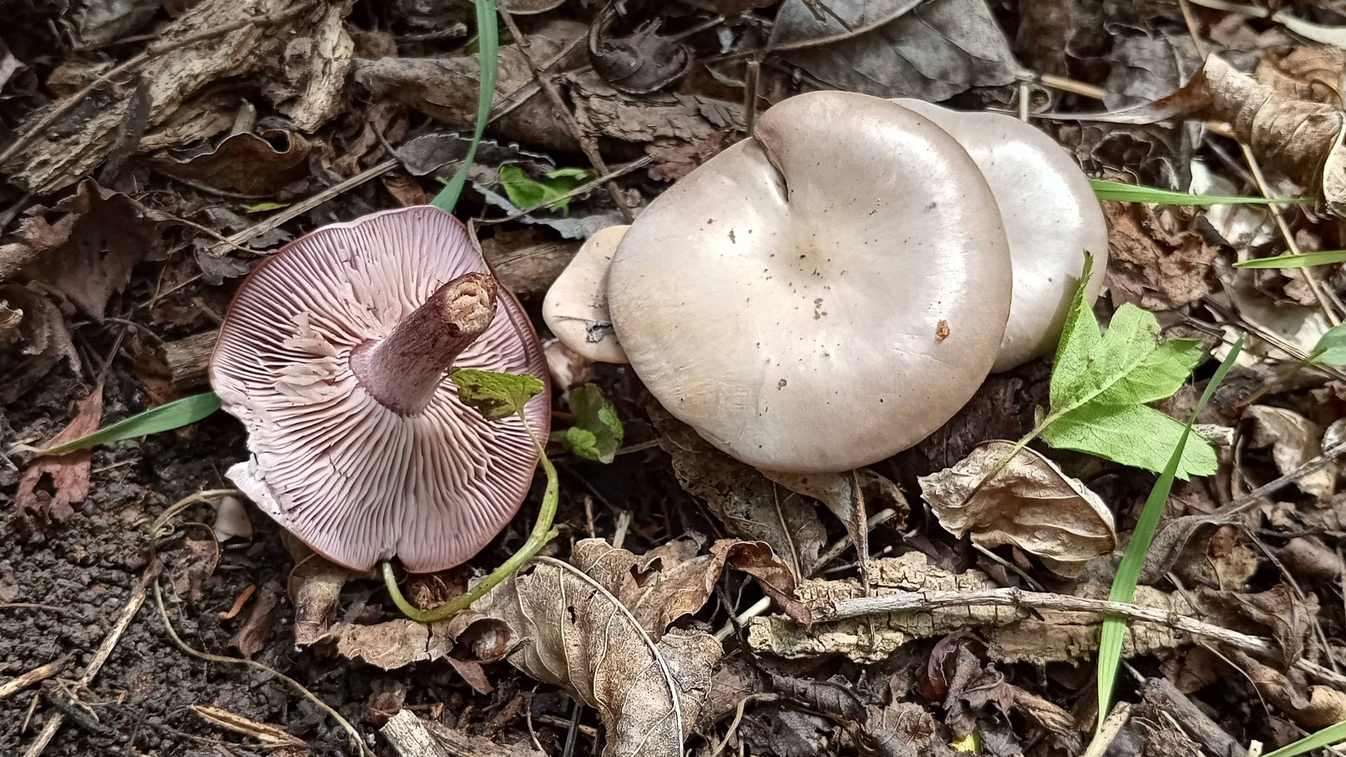 ПО ГРИБЫ НА 1 МАЯ. СБОР ТЕРНОВИКА НА ПЕРВОМАЙСКИЕ ПРАЗДНИКИ #грибы #тихаяохота