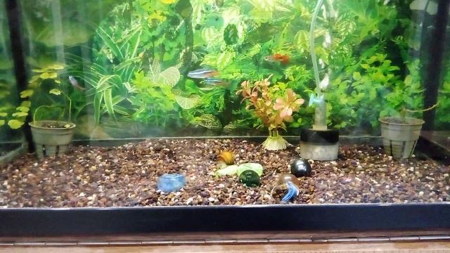 мой аквариум чего нового?