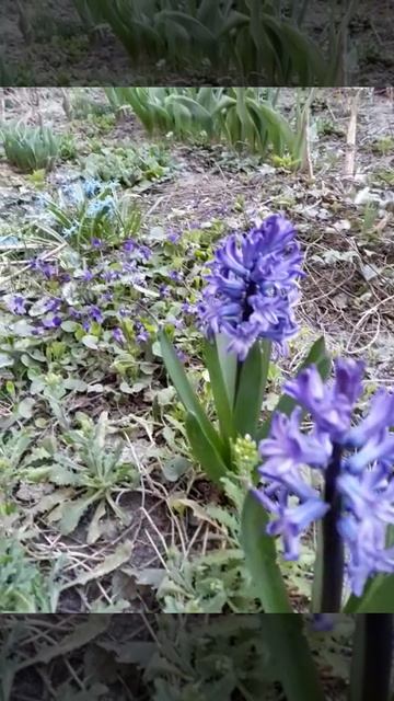 Первые весенние цветы в палисаднике, 2019 год