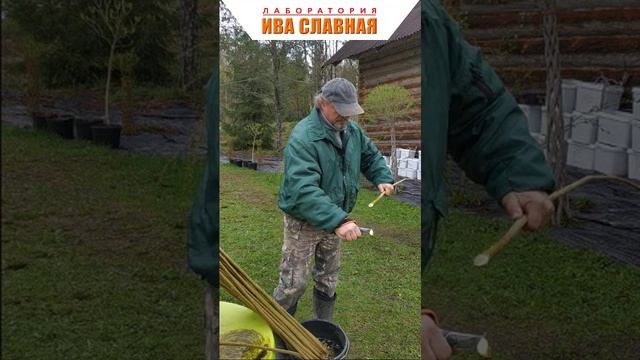 🌿 Садистский эксперимент. Сажаем прутья ивы обламывая корешки (30.04.2025)