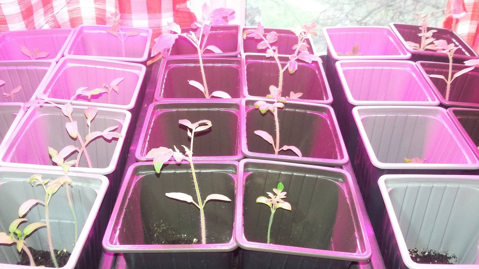 Как подсыпать грунт в рассаду