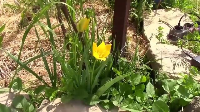 2025-05-01_Пятнадцать секунд из жизни тюльпана.