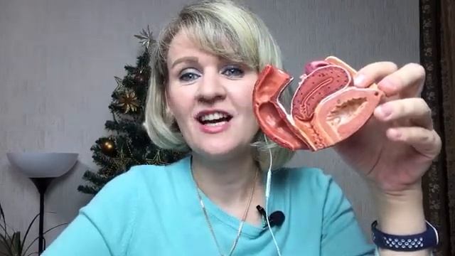 Матка снаружи и изнутри. Анатомия —  эфир 11