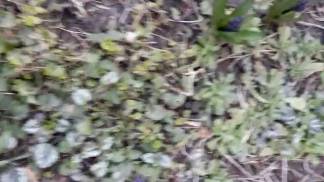 Первые весенние цветы в палисаднике, 2019 год