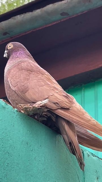 Прилетел голубь в родительский дом и остался жить