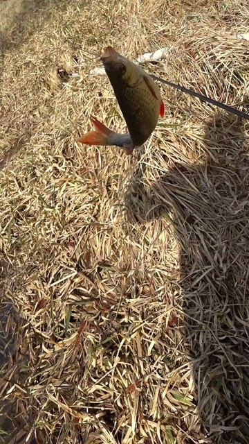 Поклевка красноперки на поплавок весной!