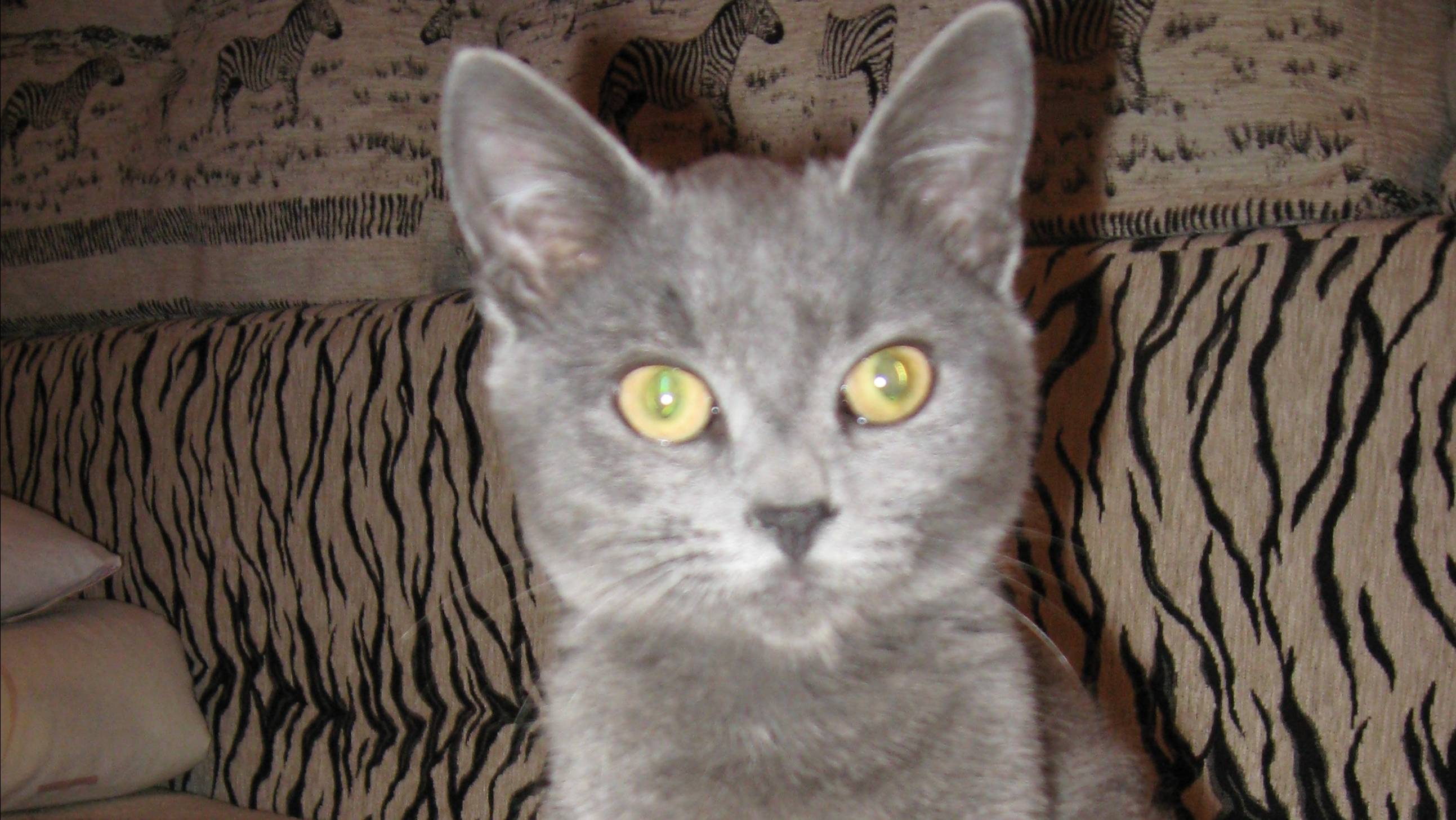 Si-souvat Тишка_1