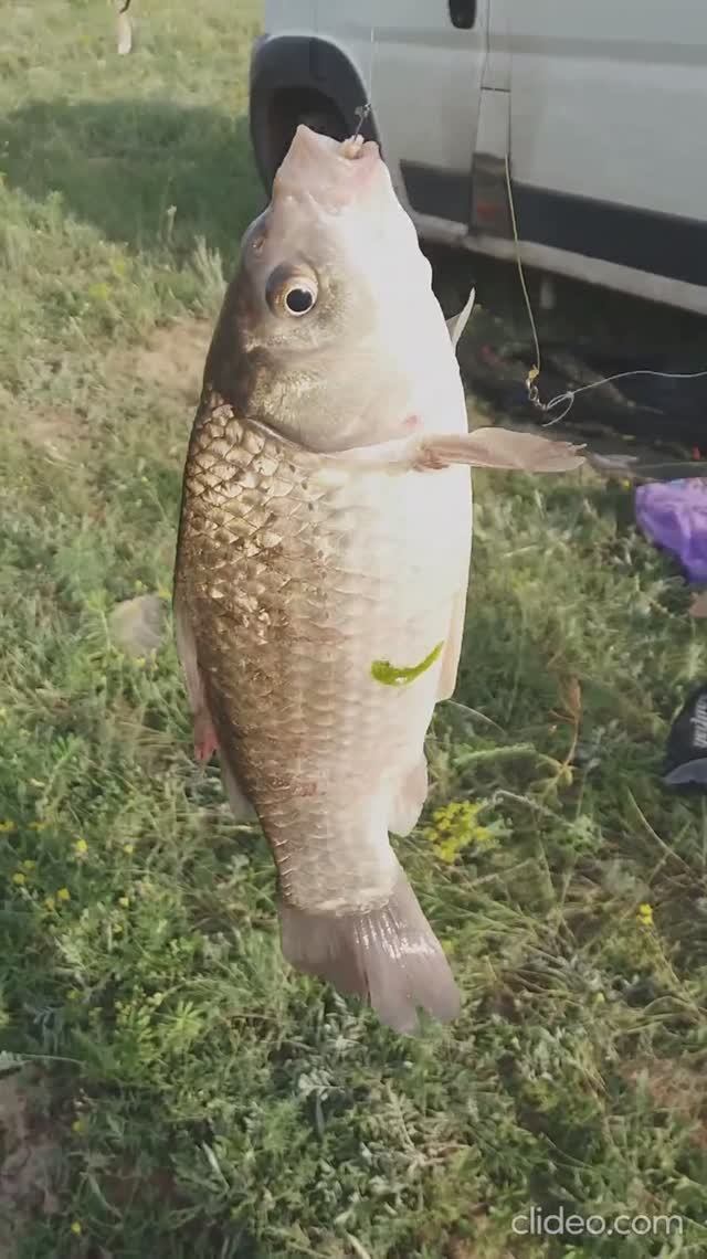 Рыбалка-пикничок!