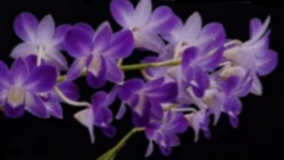 П-2. Ч-5. Обзор дендробиума  Purple Happiness через 32 дня после получения 2ой посылки из 7 орхидей