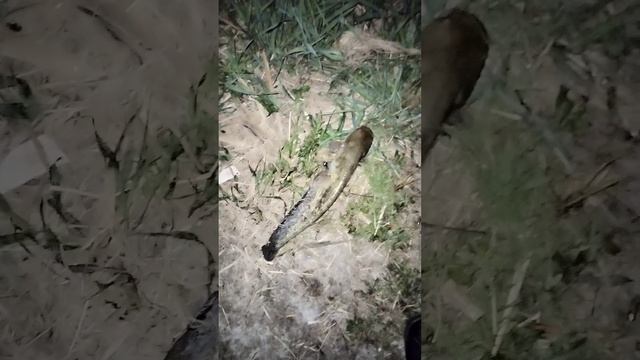 Херабуна. Сом. Очередной вид рыбы пойманный на херабуну.