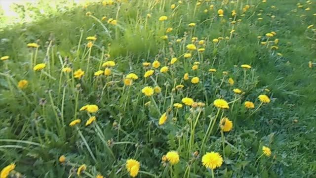 ВАРЕНЬЕ ИЗ ОДУВАНЧИКОВ