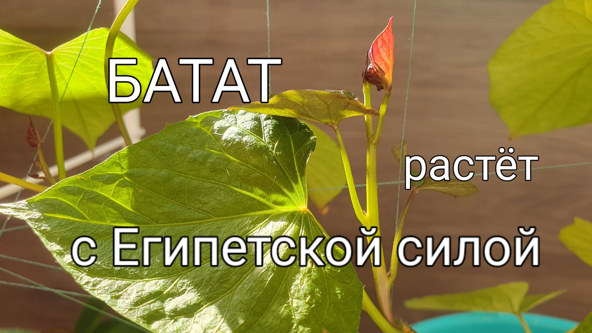 Батат. Пора на грядки.