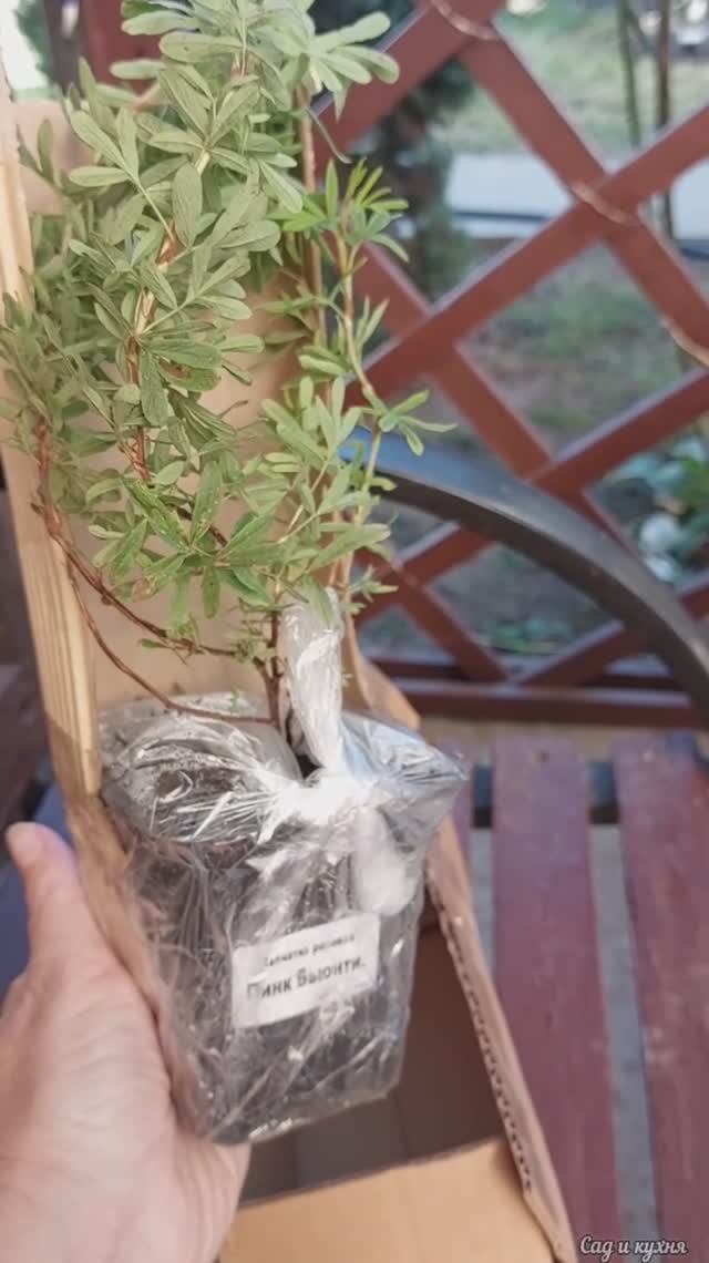 Купила лапчатку в сад.