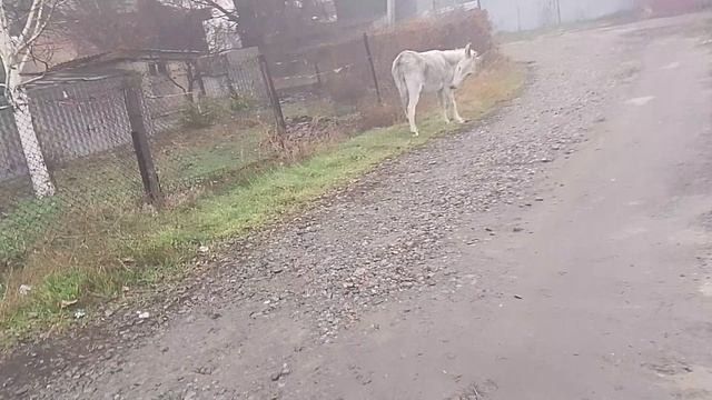 Ишак в Бишкеке в кыргызстане в Манасе Пони