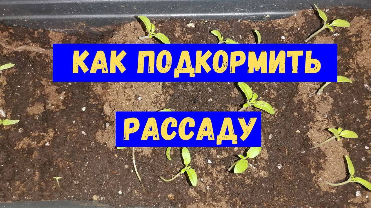 Янтарная кислота для рассады