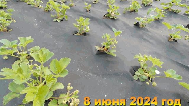 7 соток. Мой клубничный рай. Хроника Июнь 2024 год 1 часть