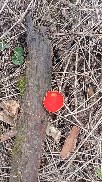 Саркосцифа алая. Съедобный гриб. #грибы