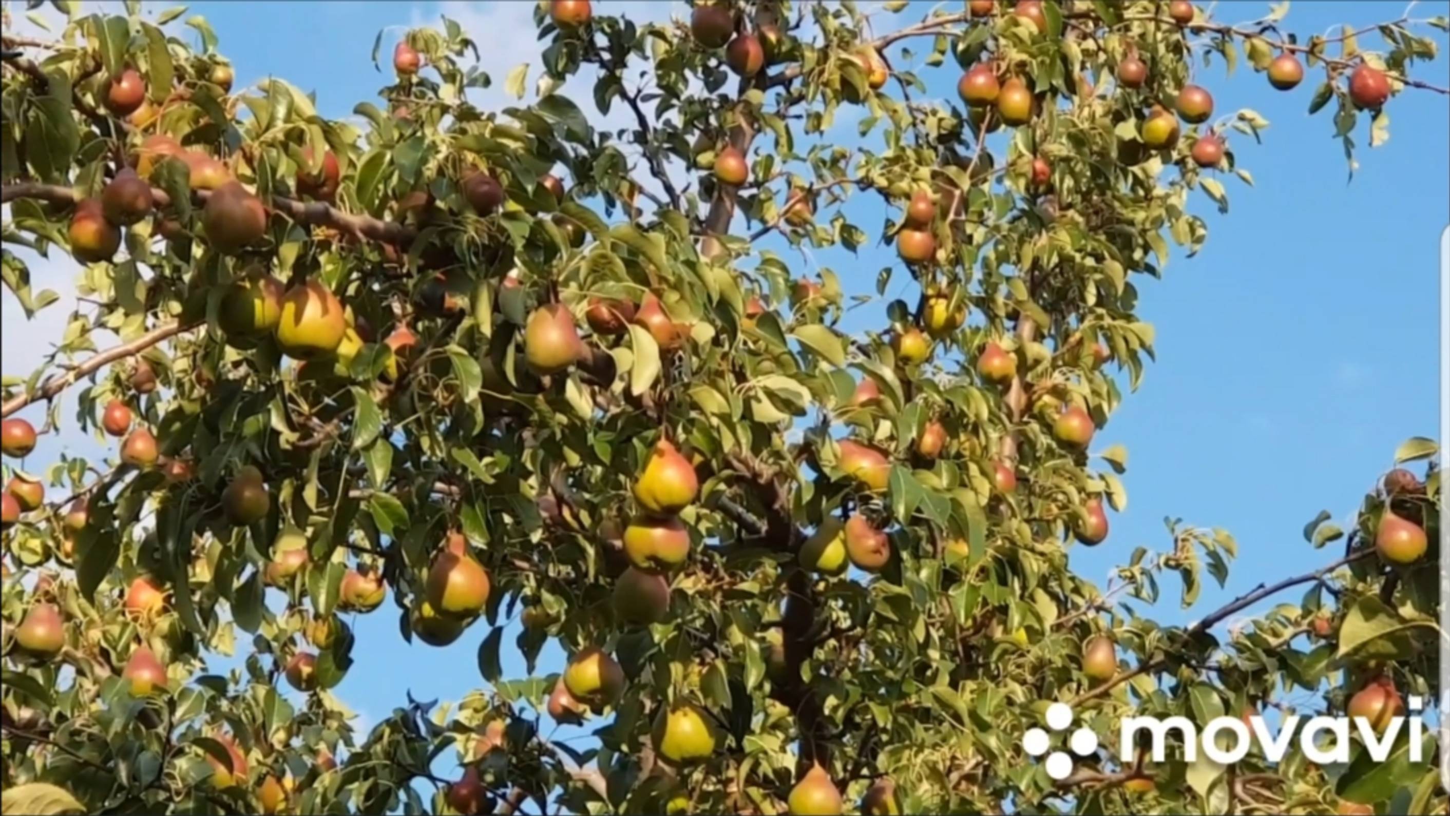 Груша Россошанская красивая, после заморозков.