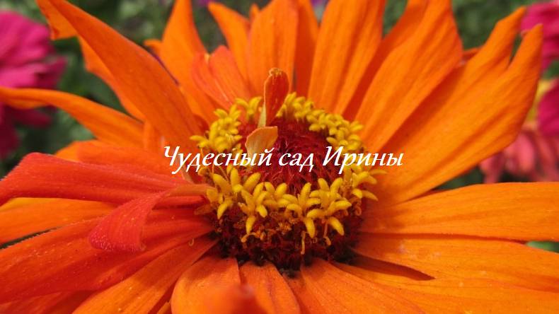 Неприхотливый однолетник цинния. Чудесный сад Ирины