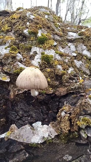 ГРИБ НАВОЗНИК МЕРЦАЮЩИЙ #гриб #тихаяохота #поискгрибов