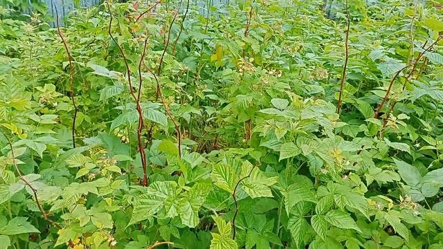 Малина. Как уберечь малину от вредителей