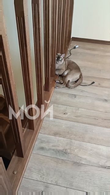 Марсик  бурма ❤