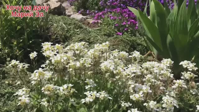 Обзор моего цветника возле магазина 150524г