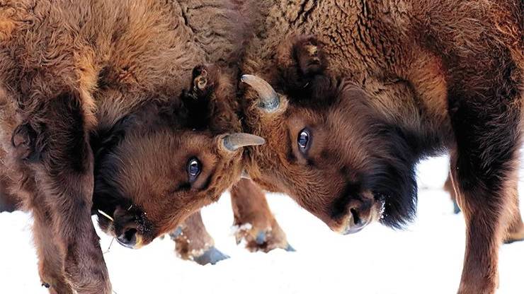 ДЕЗИНТЕГРАЦИЯ