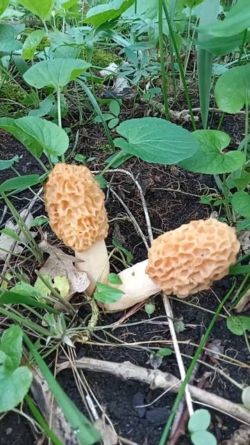 ГРИБ СМОРЧОК СЪЕДОБНЫЙ #грибы #сморчок #тихаяохота