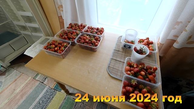 7 соток. Первая клубничка, первые огурчики. Хроника Июнь 2 часть 2024 год
