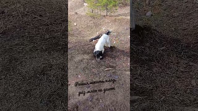 Георгий черноголовкин на шашлыках!