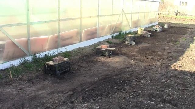 Муромцево 1 МАЯ  2025 г Посадка однолеток винограда.