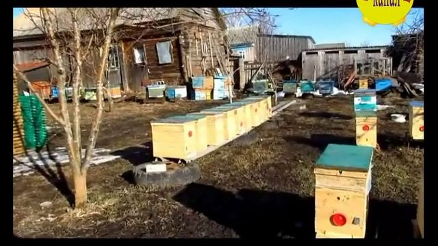 Обзор пасеки и покраска ульев
