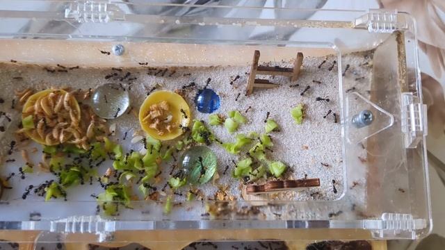 Муравьи-жнецы: Путь от нескольких особей к процветающей семье за 1.5 года