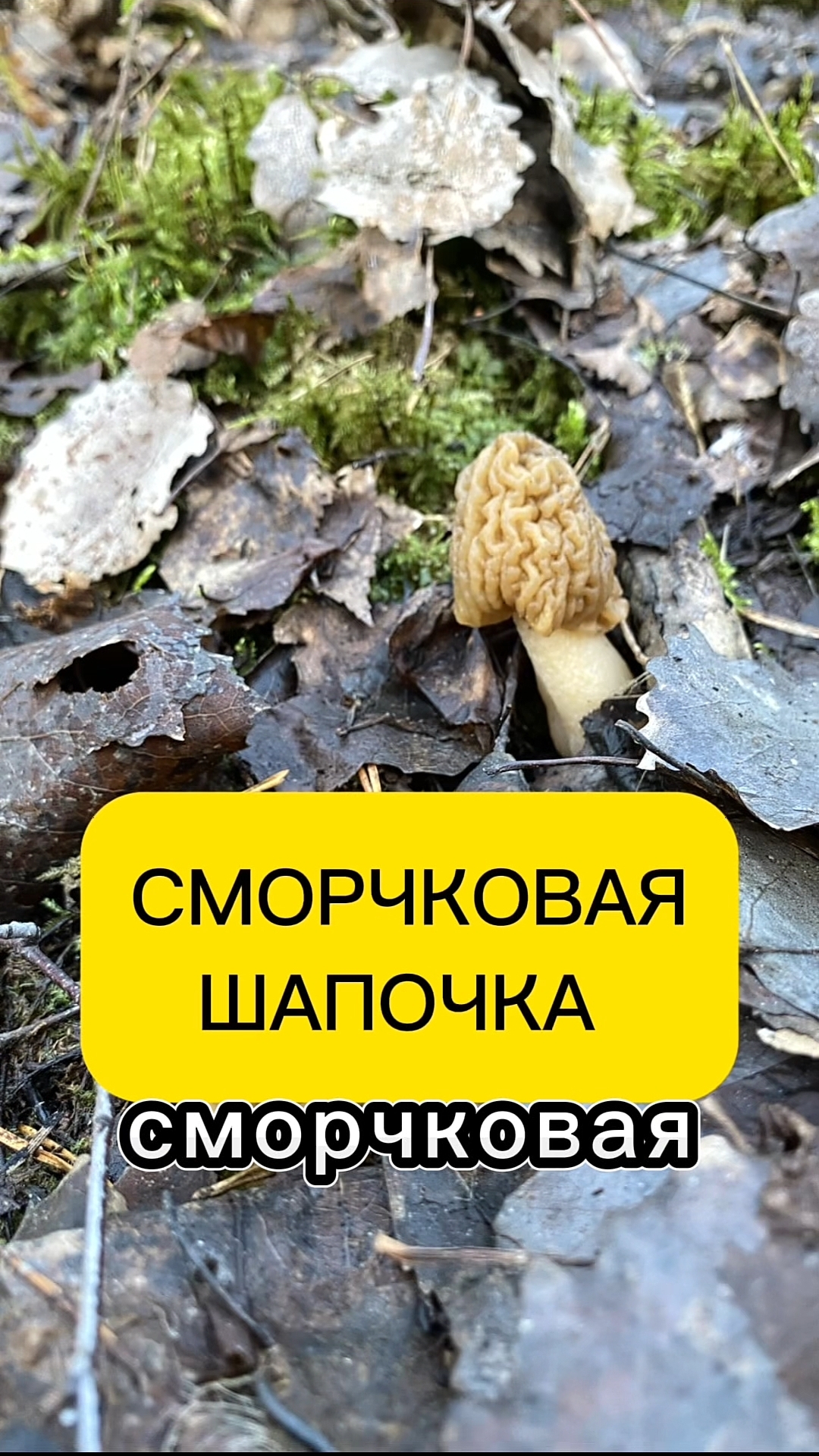 Сморчковая шапочка. Как приготовить сморчковую шапочку. Условно съедобный гриб. #грибы