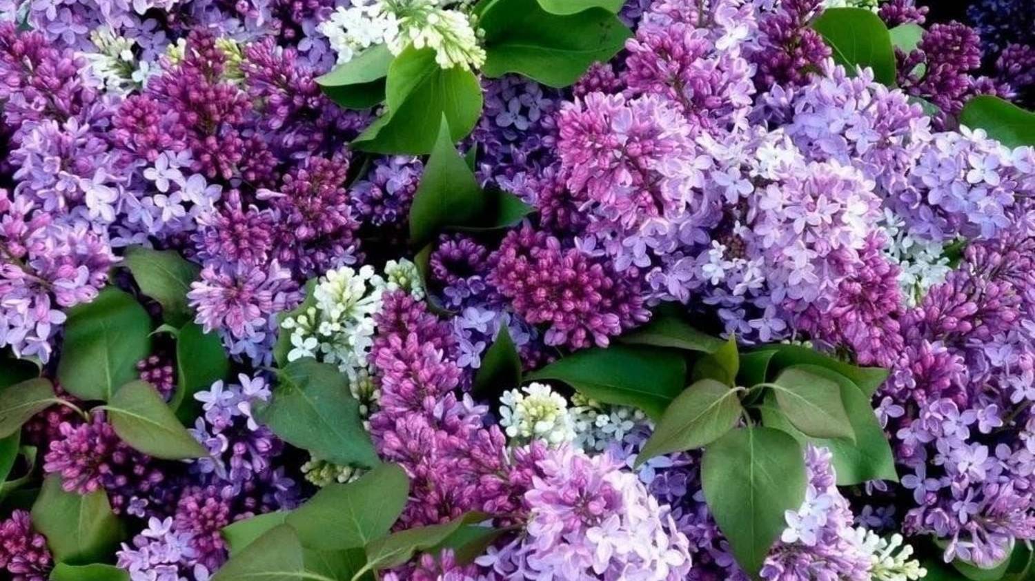 ЕВФ. 108. СИРЕНЬ. Поэтический портрет цветов. Елена Вагнер Федосеева. Цветочная феерия. Аудиокнига.