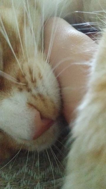 Мусик Трулюлюсик