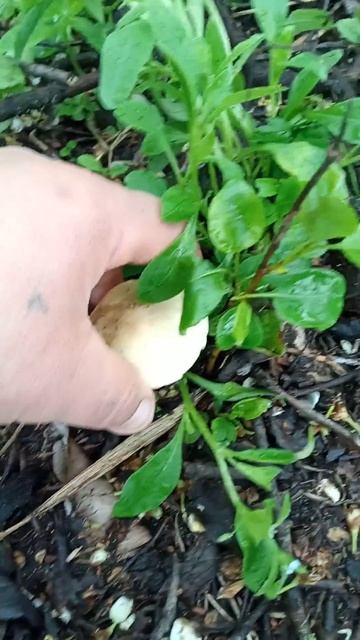 ГРИБ РЯДОВКА МАЙСКАЯ #грибы #рядовка