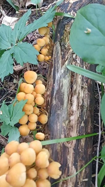 ГРИБ НАВОЗНИК РАССЕЯННЫЙ. НЕСЪЕДОБНЫЙ ГРИБ #грибы #навозник #тихаяохота