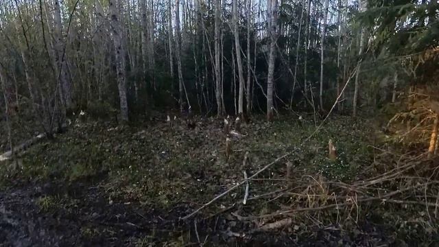 бобровая делянка