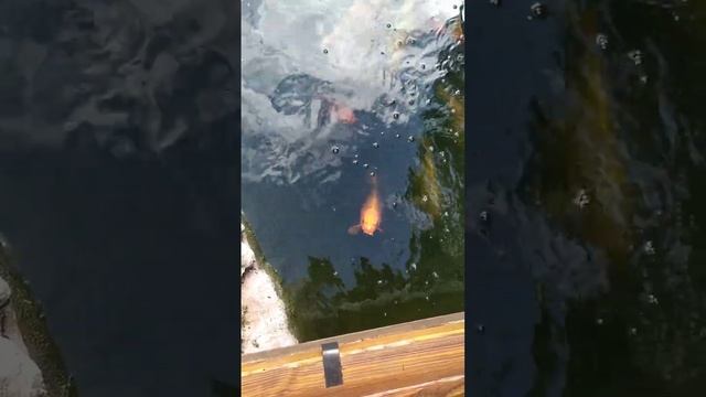 ОБЗОР ПАРКА  ЛОГА  В СТАРОЙ СТАНИЦЕ!