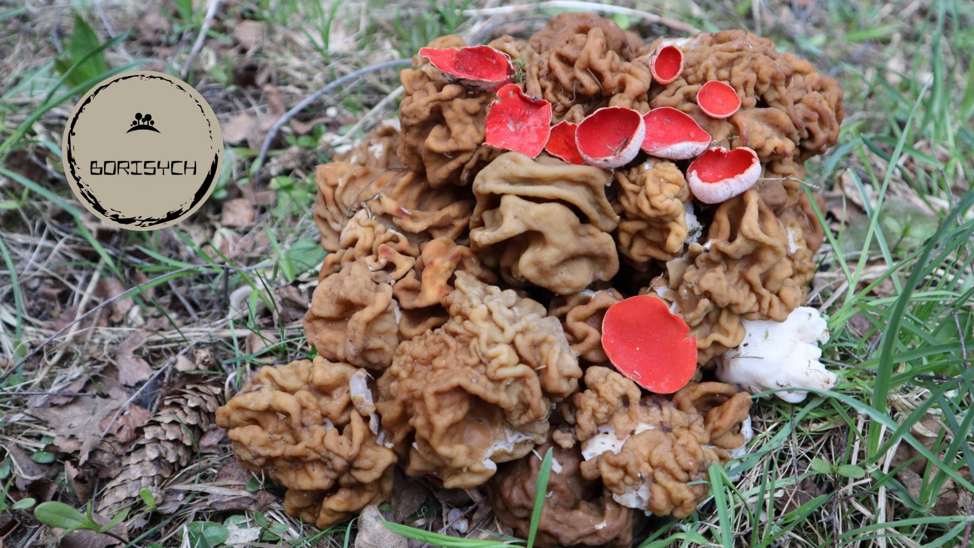 Семейный поход за весенними грибами. Строчки и саркосцифы. Грибы подмосковья.