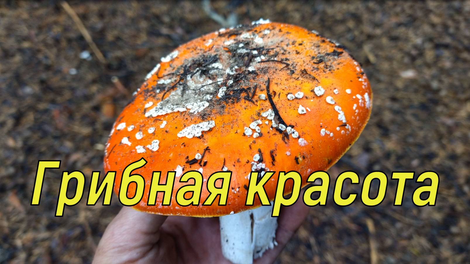 Грибная красота